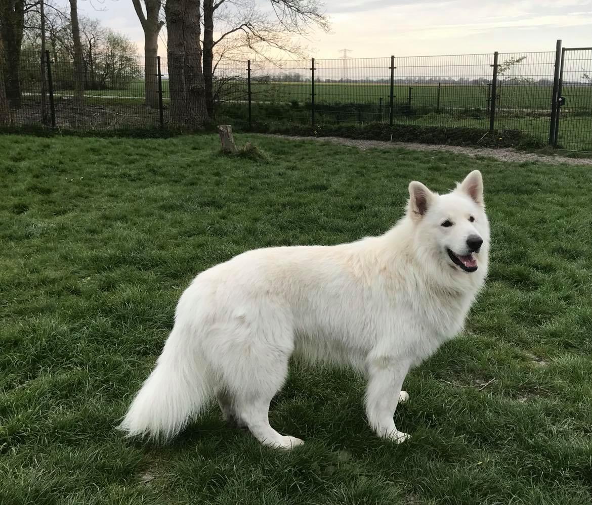 De Witte Herder